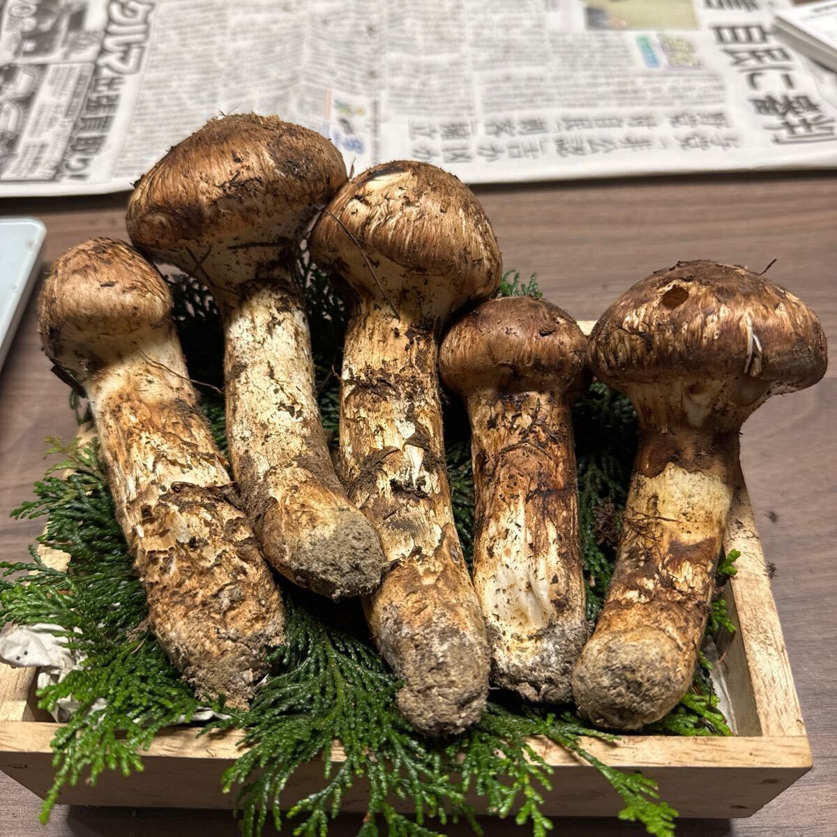 Yahoo!オークション - 松茸スペシャル 松茸を愛する皆様へ 1円スタート...