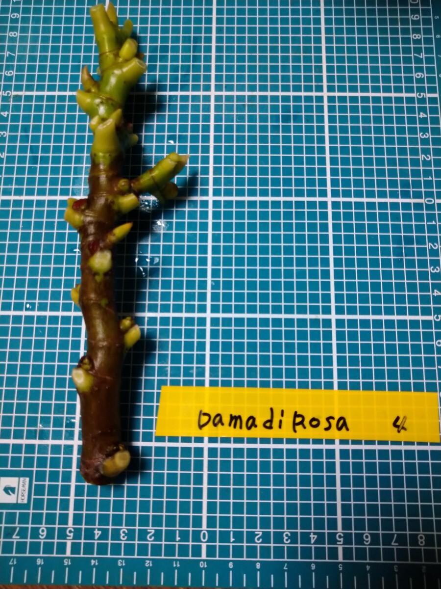 Yahoo!オークション - Damadi ROSAいちじく穂木