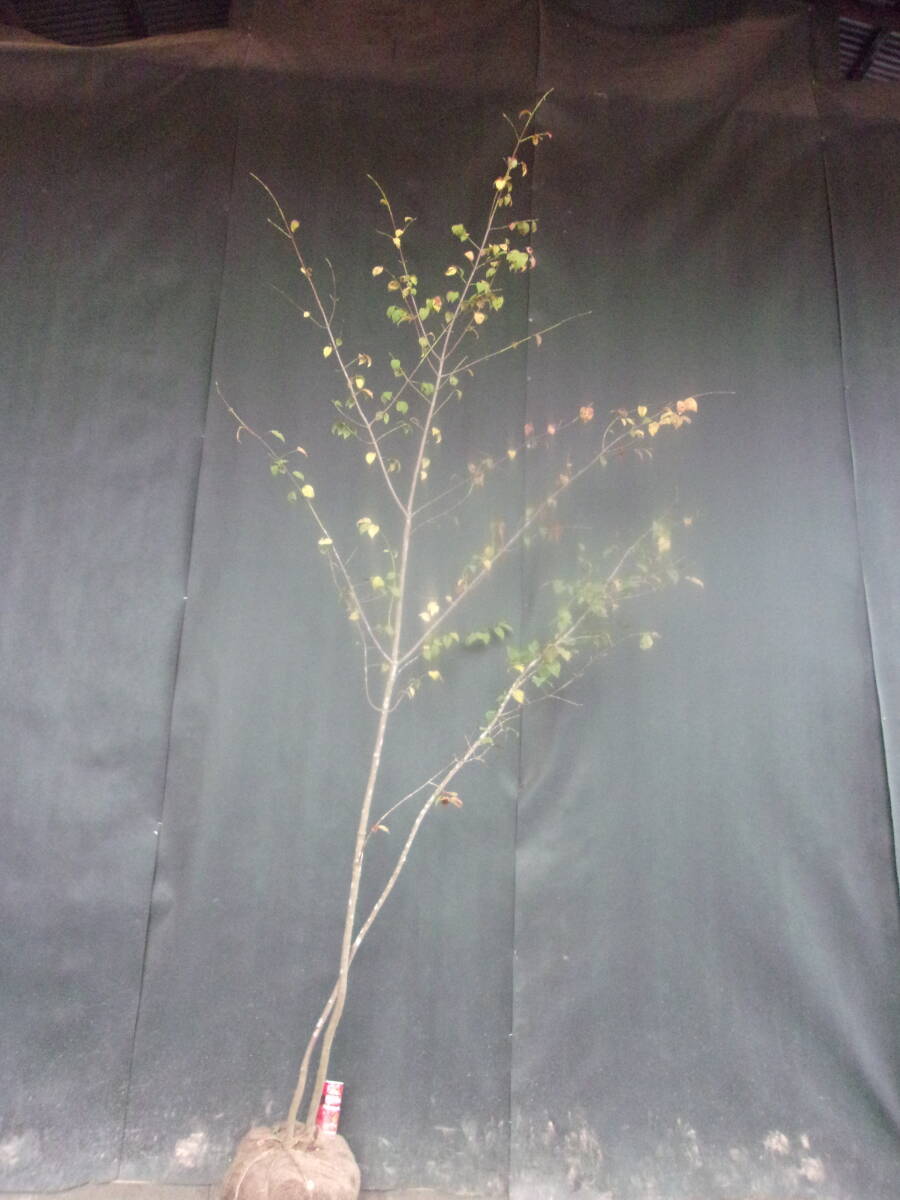 Yahoo!オークション - ツリバナ 748