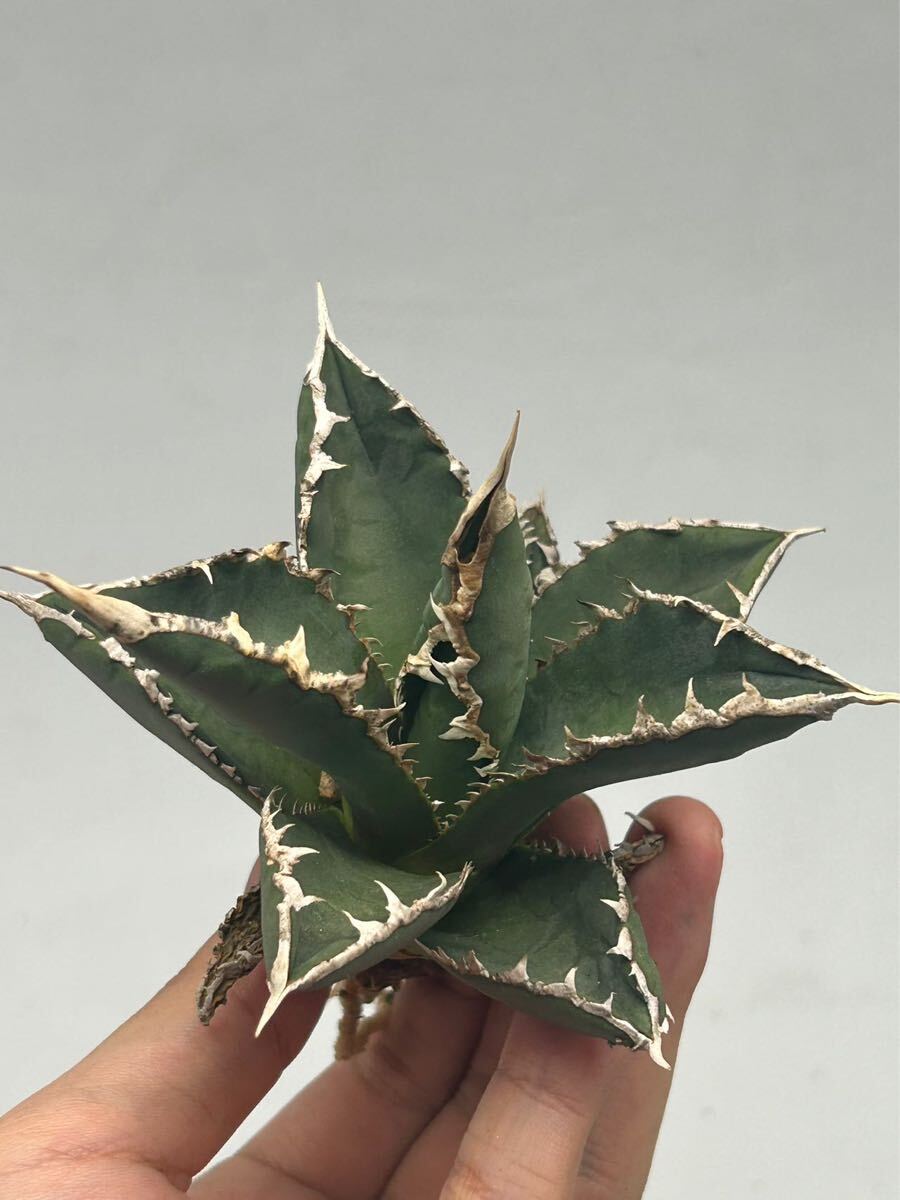 Yahoo!オークション - 026-3【AGAVE TITANOTA ‘werewolf‘狼人】特選...