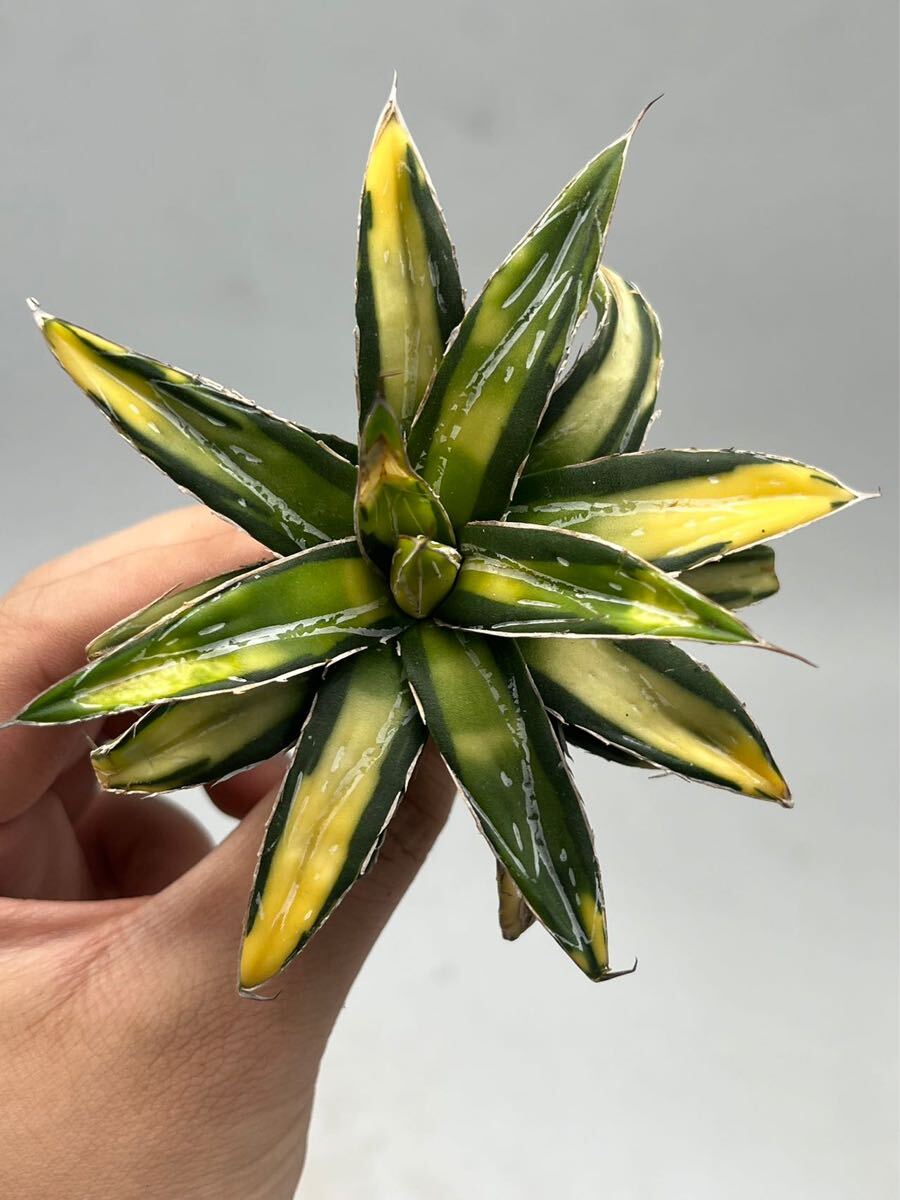 Yahoo!オークション - 031 -3【AGAVE TITANOTA】多肉植物 アガベ ヴィ...