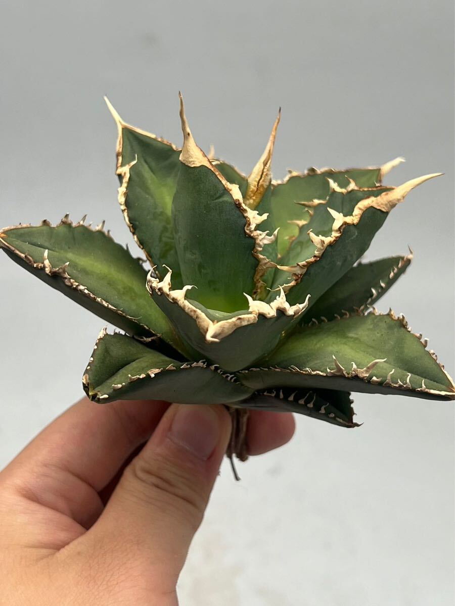 Yahoo!オークション - 026-3【AGAVE TITANOTA ‘werewolf‘狼人】特選...