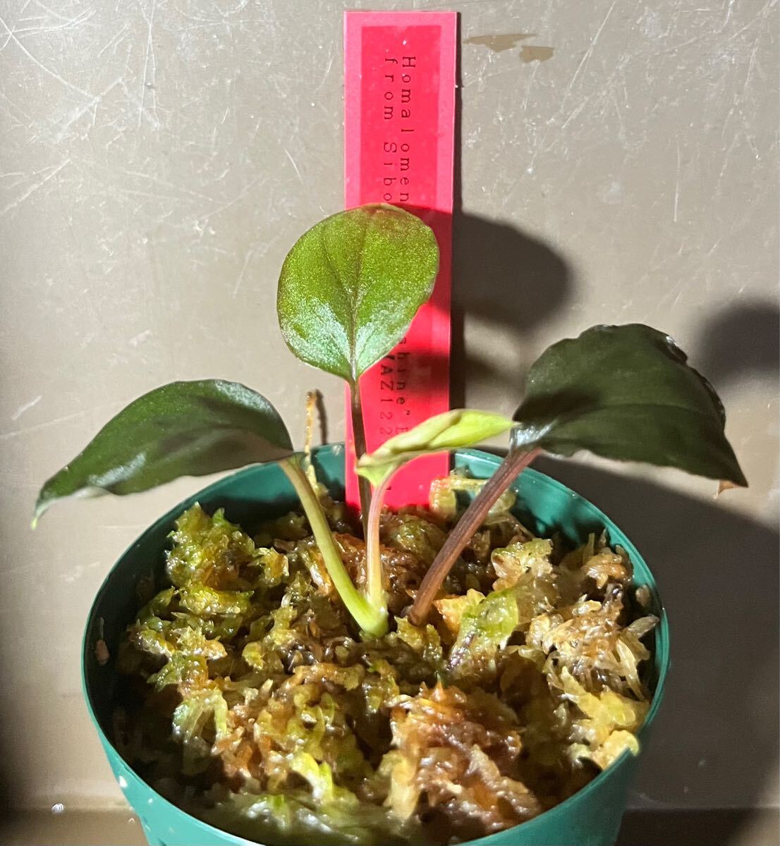 Homalomena sp SunshineBNN from Sibolga timur AZ1223-2 AZ便ホマロメナ子株(観葉植物)｜売買されたオークション情報、yahooの商品情報を ...
