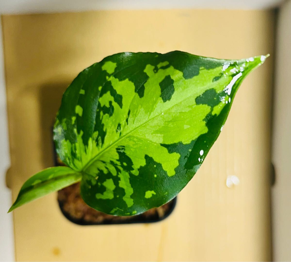 Yahoo!オークション - Aglaonema pictum NIRVASH from pulau Nias 【AZ...
