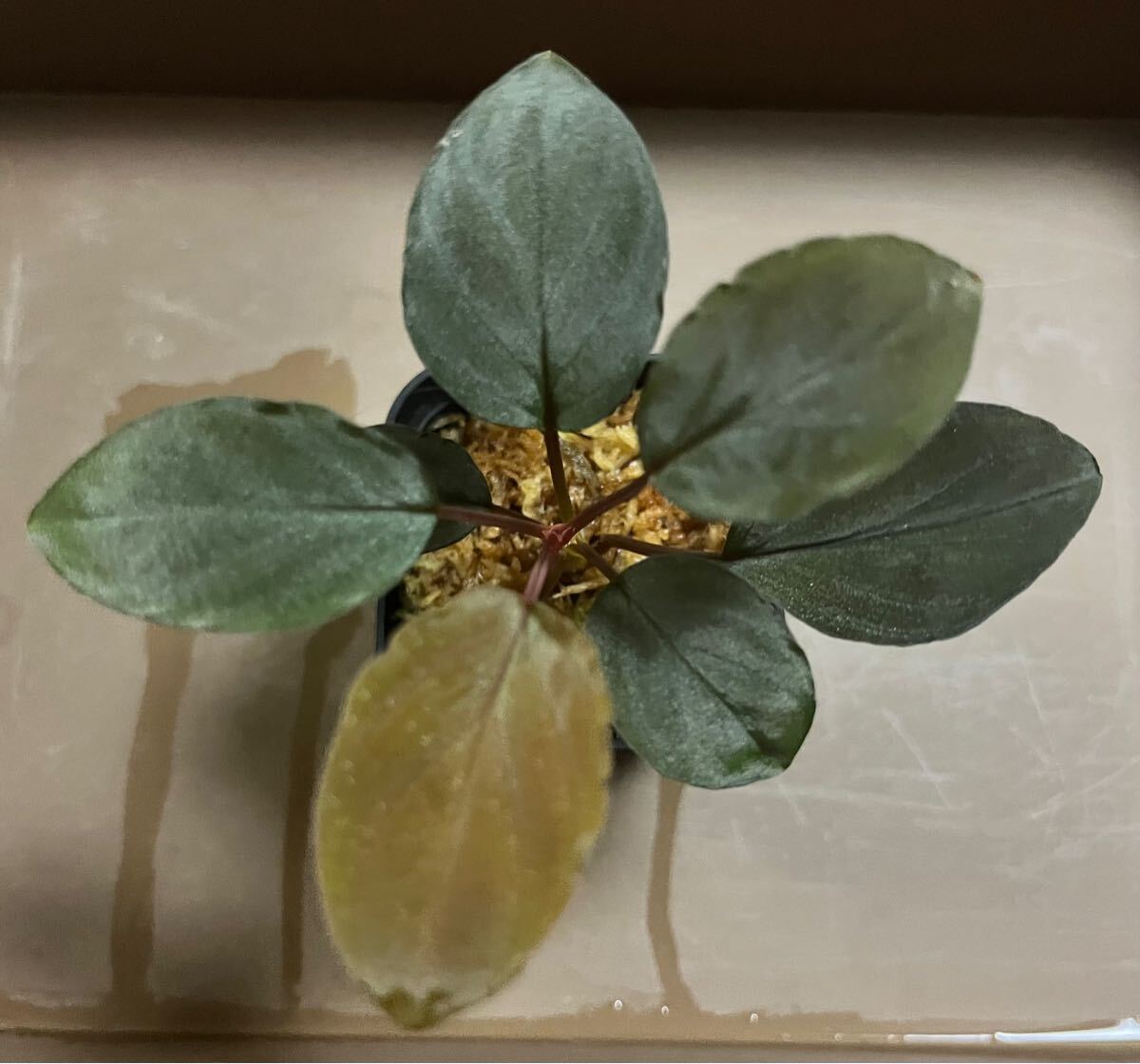 Homalomena sp SunshineBNN from Sibolga timur AZ1223-2 AZ便ホマロメナ子株(観葉植物)｜売買されたオークション情報、yahooの商品情報を ...