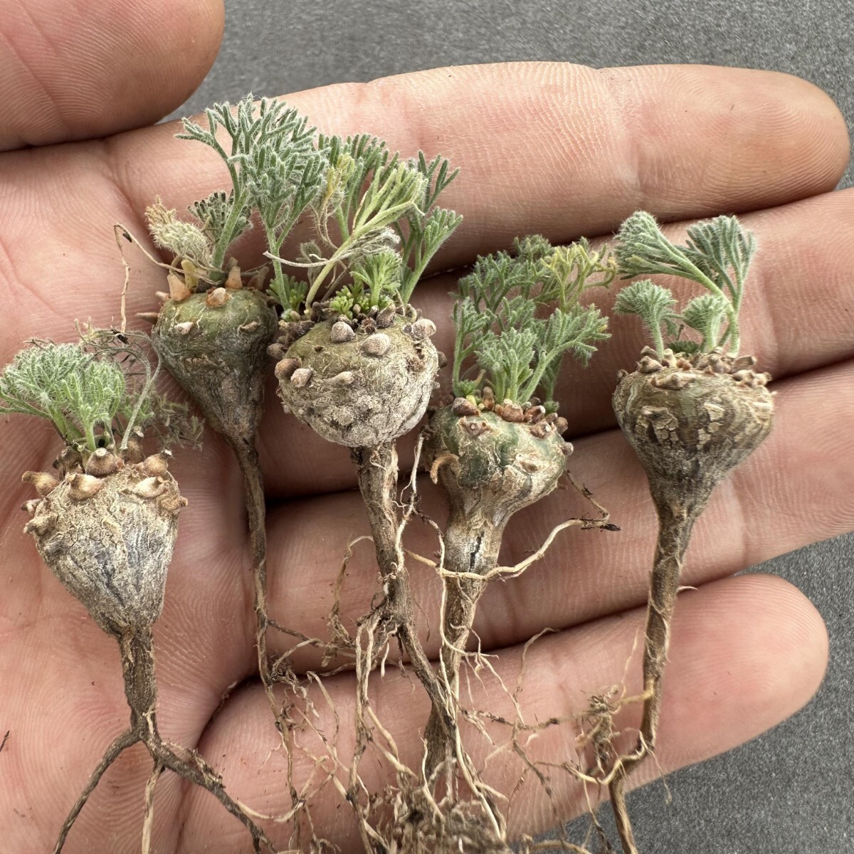 Yahoo!オークション - AY89 特選 珍奇植物 多肉植物サルコカウロン ペ...