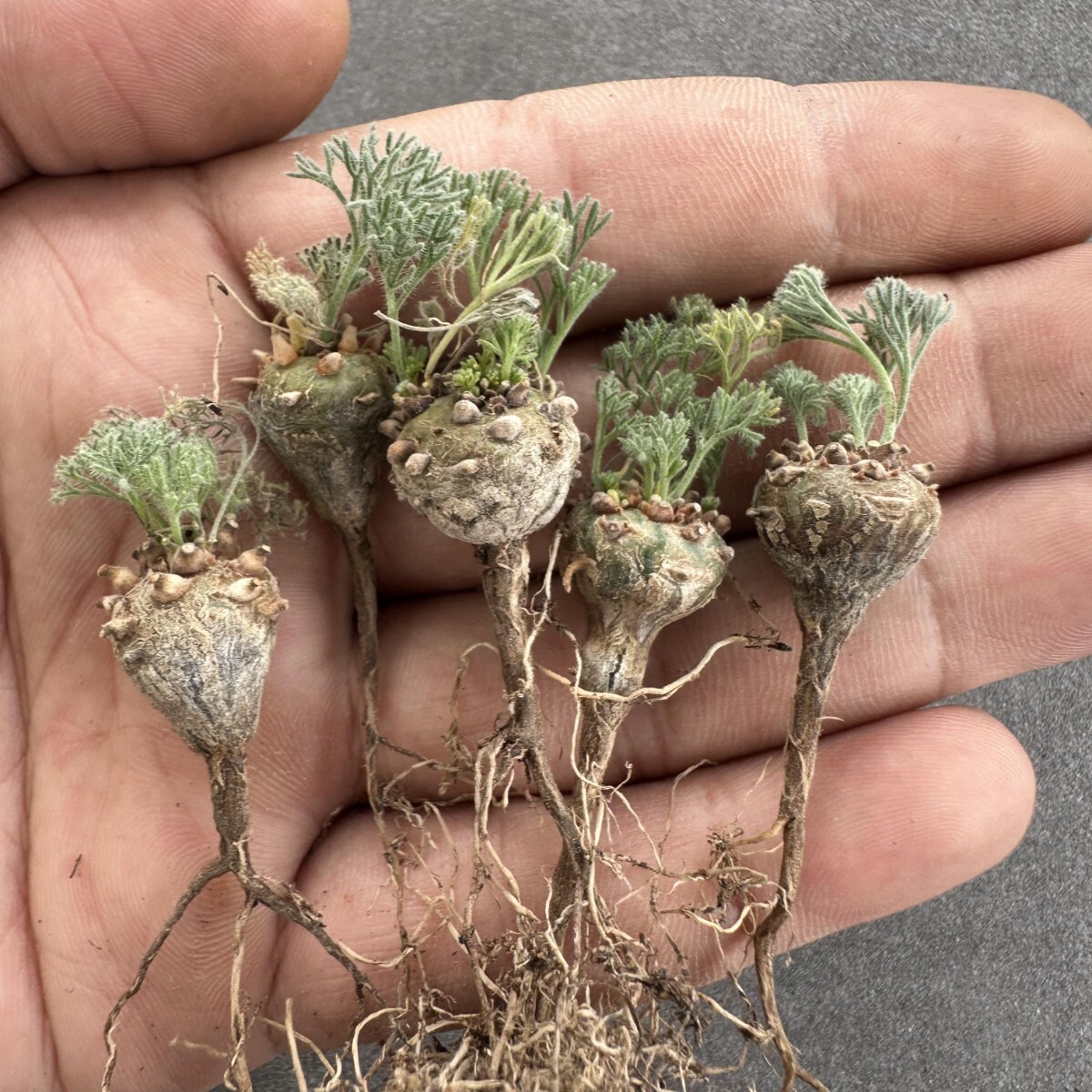 Yahoo!オークション - AY89 特選 珍奇植物 多肉植物サルコカウロン ペ...