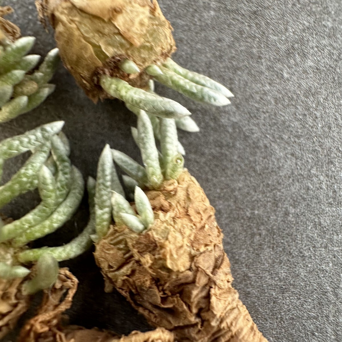 Yahoo!オークション - XX357 quinaria ssp. alstonii うつぼ錦（赤花）...