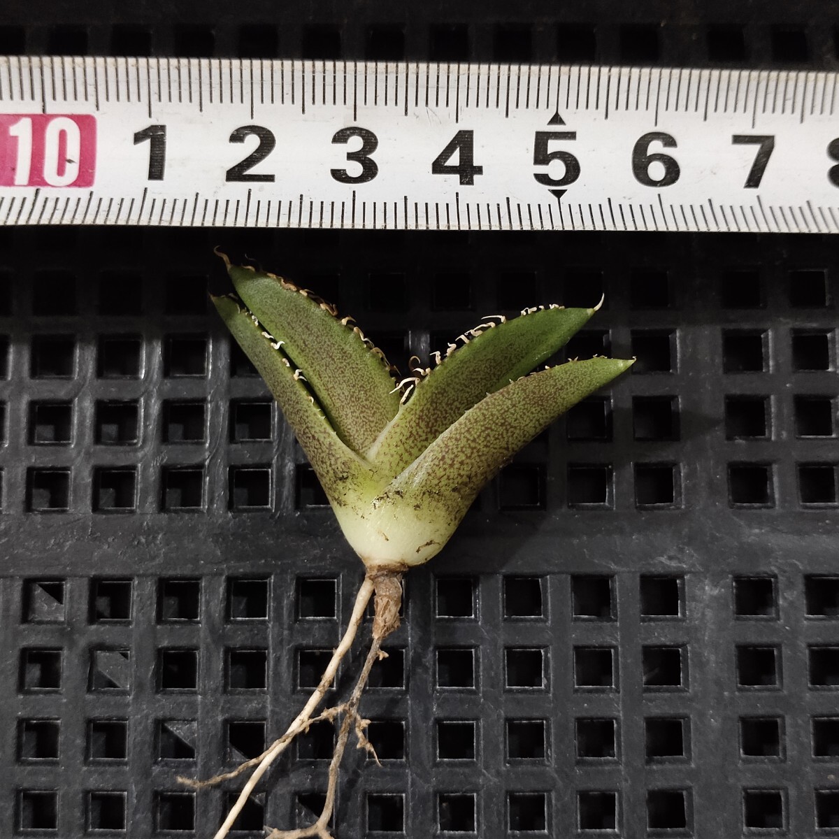 Yahoo!オークション - 【農夫植物】NO.747 アガベチタノタ 大白鯊 優良...