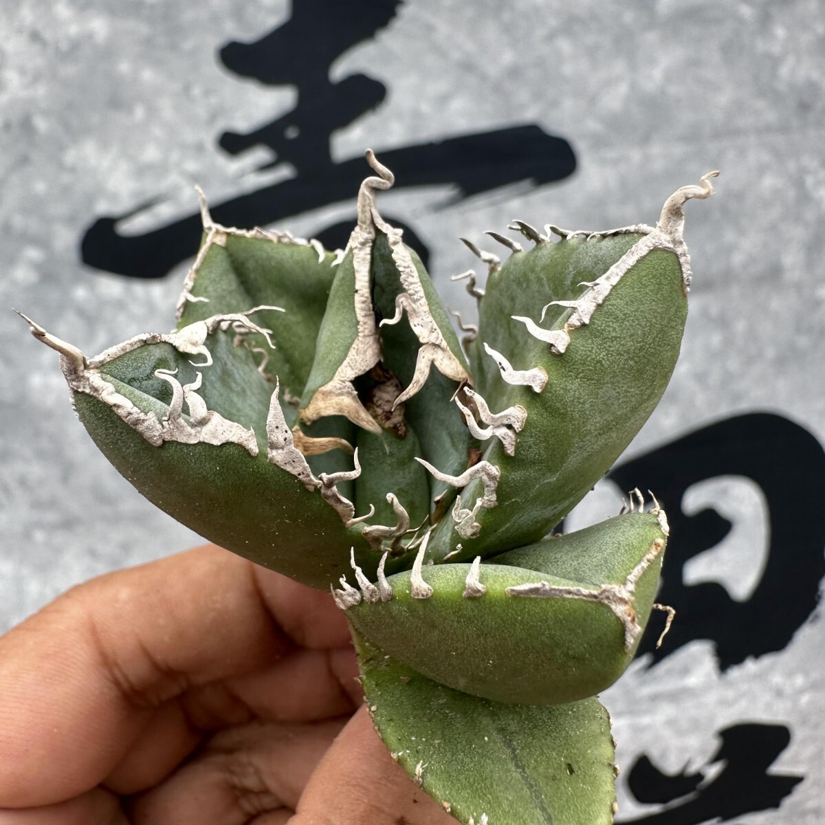 Yahoo!オークション - AU15【青田園芸】アガベ チタノタ SAD 南アフリ...