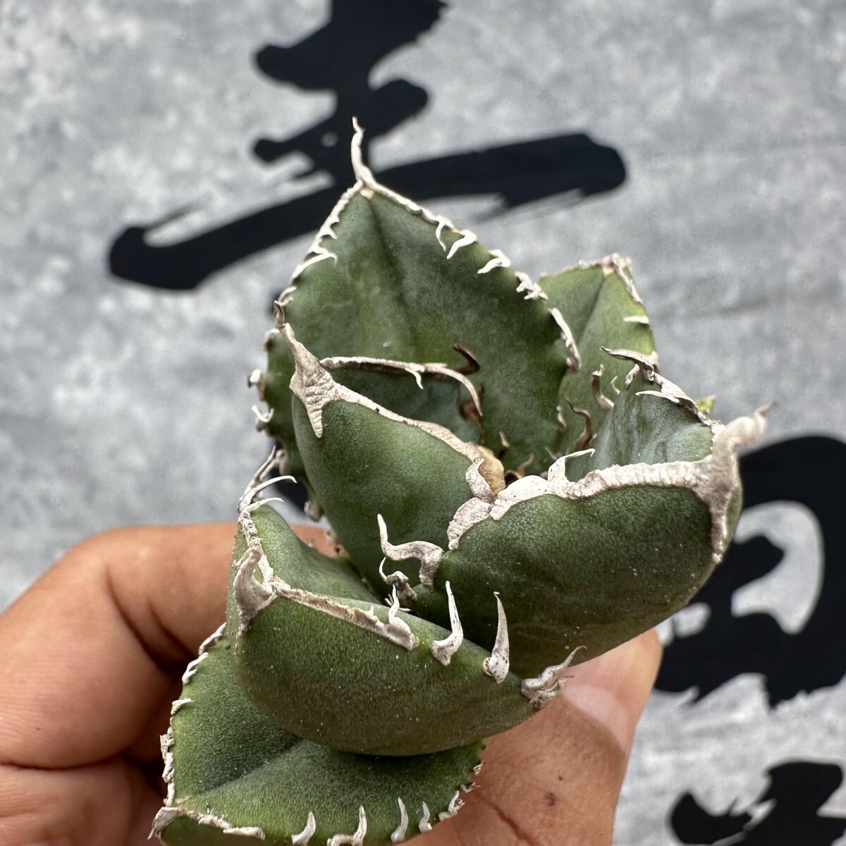 Yahoo!オークション - AU15【青田園芸】アガベ チタノタ SAD 南アフリ...