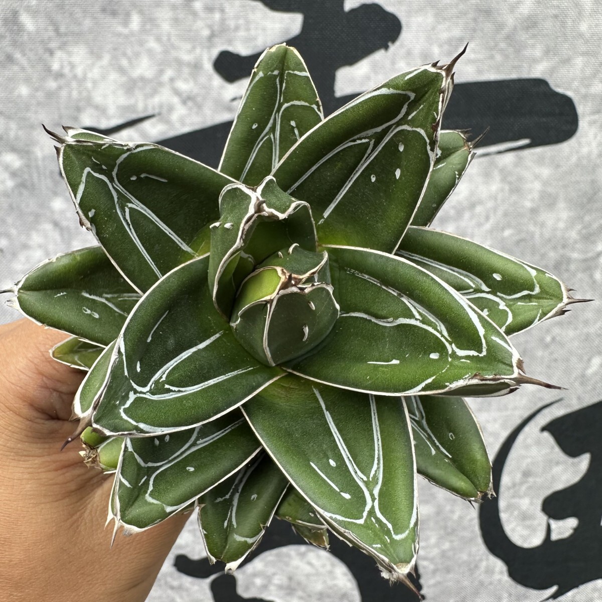 Yahoo!オークション - AE62【青田園芸】株を厳選する 多肉植物アガベ D...