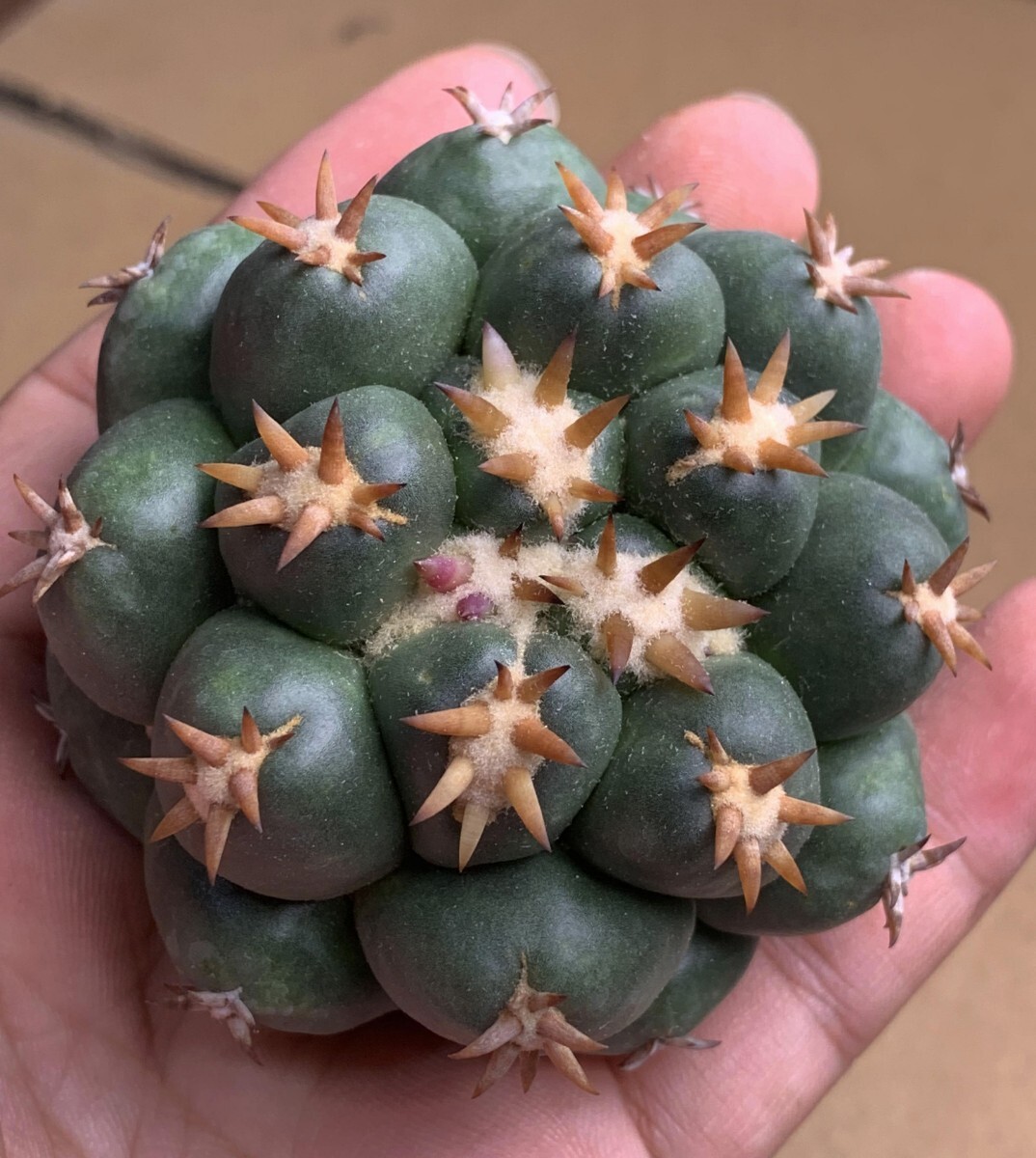 Yahoo!オークション - MZ110多肉植物 サボテン コリファンタ 短刺象牙...