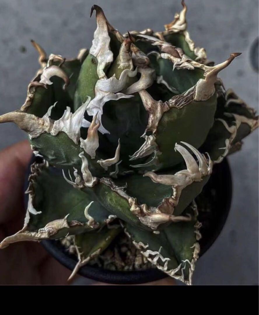 Yahoo!オークション - F170多肉植物 アガベチタノタ白犀牛強棘狂刺