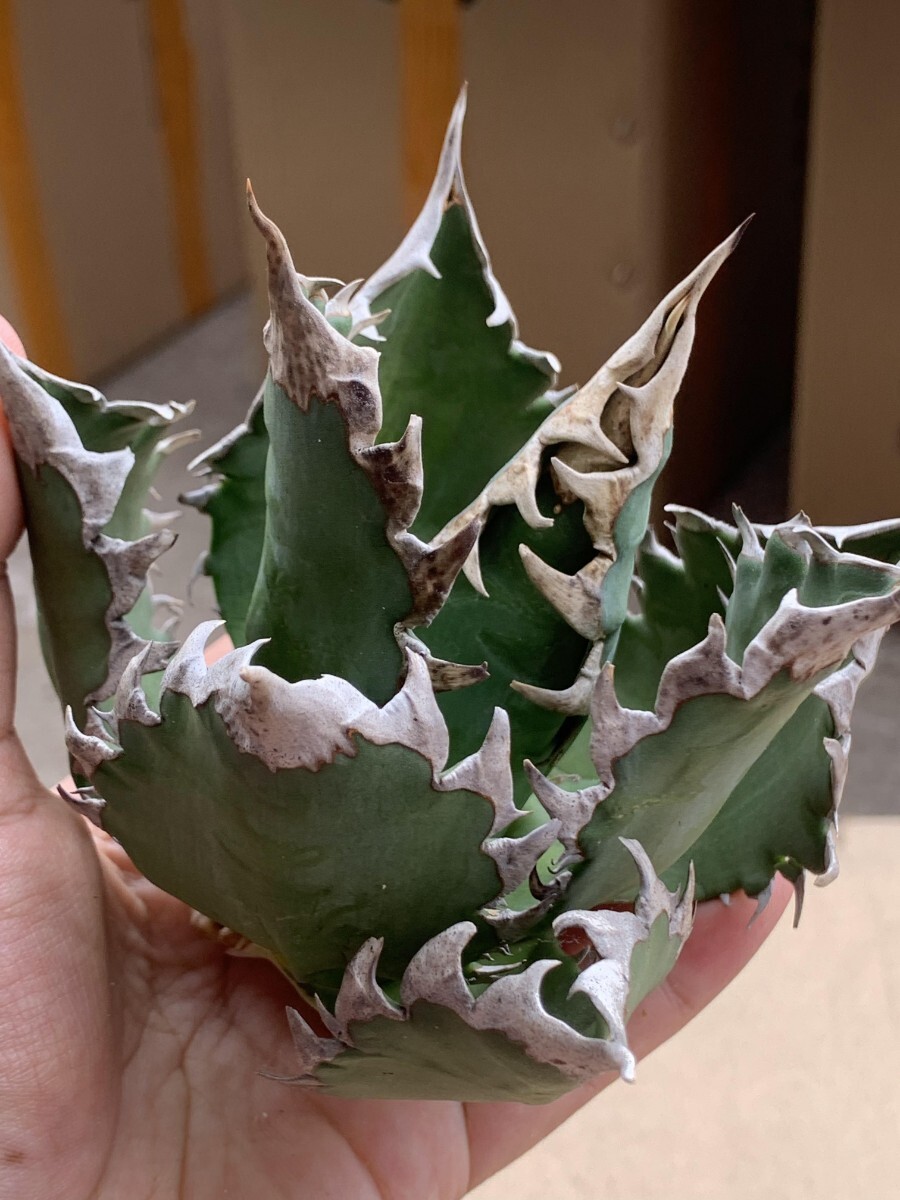 Yahoo!オークション - 1012-7アガベ チタノタ レッドキャットウィーズ...