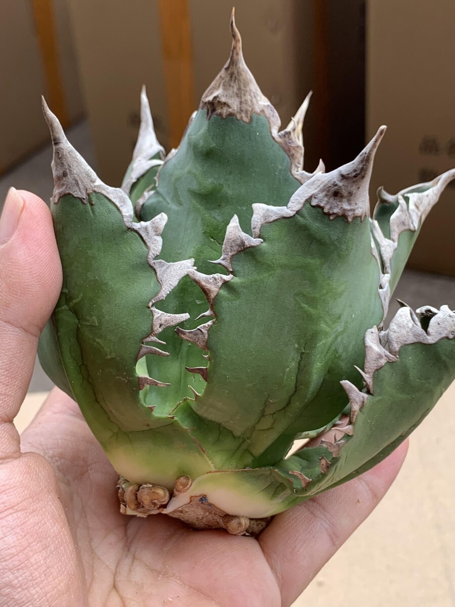 Yahoo!オークション - 1012-7アガベ チタノタ レッドキャットウィーズ...