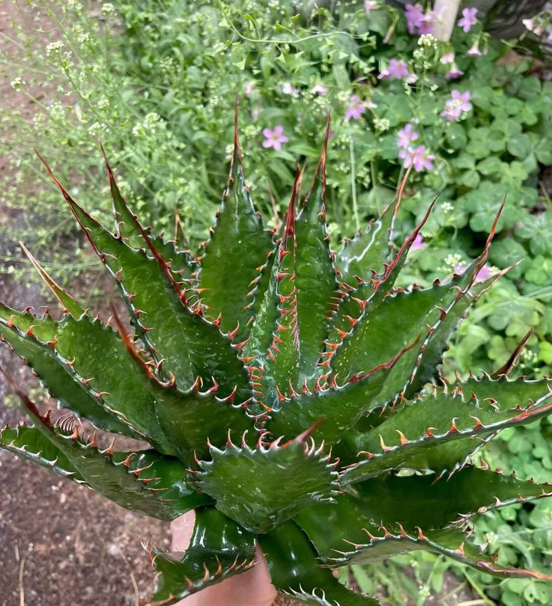 Yahoo!オークション - Q23【瀧將plant】多肉植物 アガベ ジェントリー ...