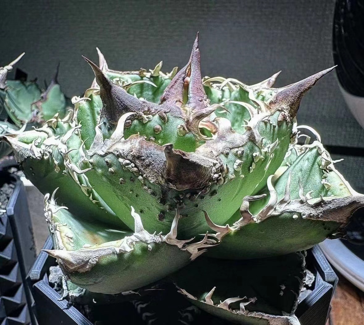 Yahoo!オークション - R31【瀧將plant】多肉植物 アガベ チタノタ Agav...