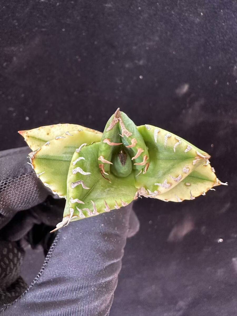 Yahoo!オークション - Q40【瀧將plant】多肉植物 アガベ チタノタ 魔丸...