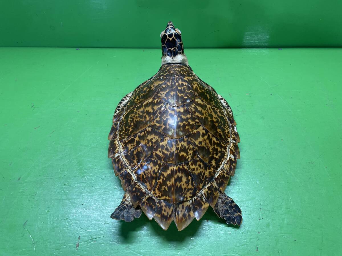 〇 ウミガメ 剥製(置物)｜売買されたオークション情報、yahooの商品情報をアーカイブ公開 - オークファン（aucfan.com）