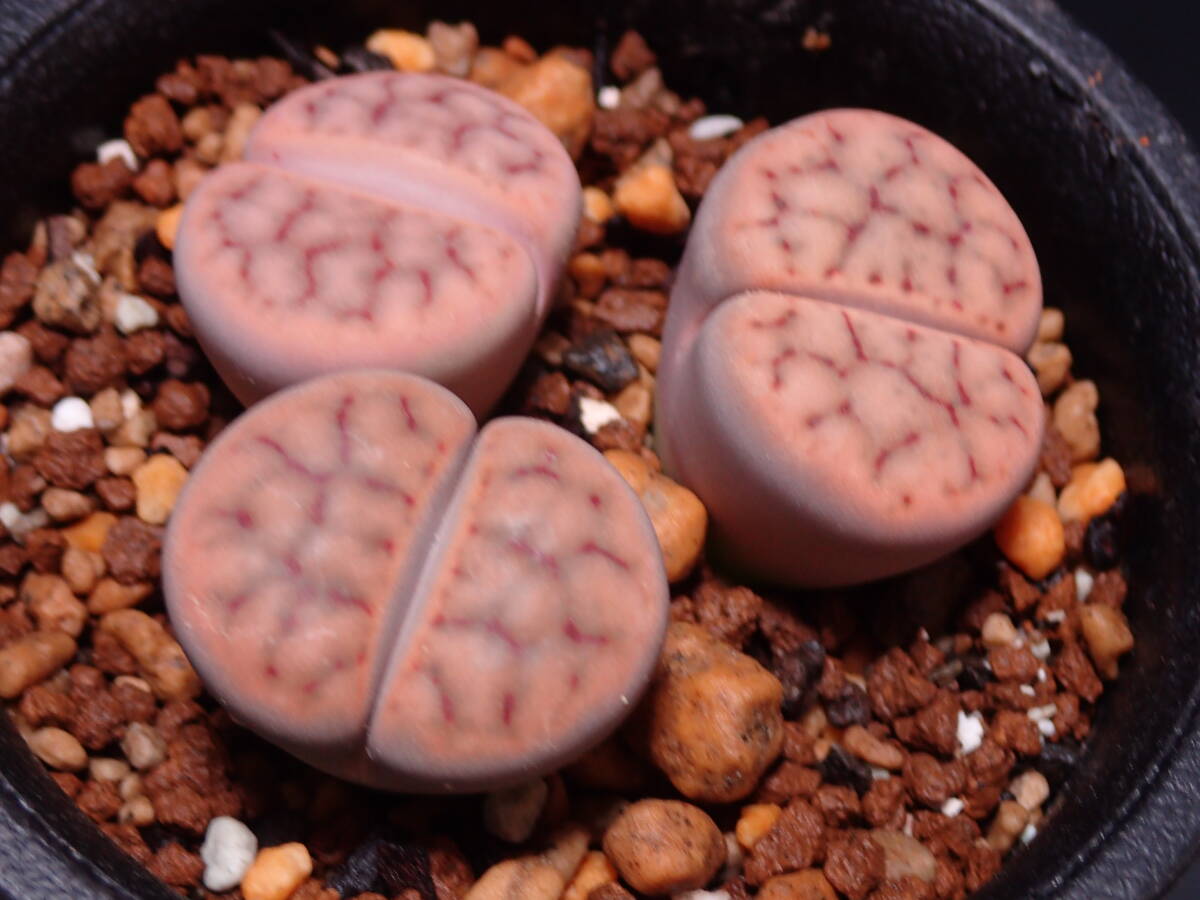 Yahoo!オークション - リトープス シュワンテシイ C191 Lithops schwan...