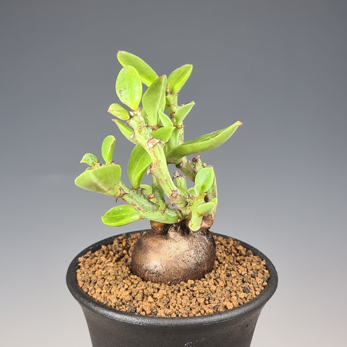 Yahoo!オークション - ユーフォルビア・プラティリザ ES22870 Zambia 7...