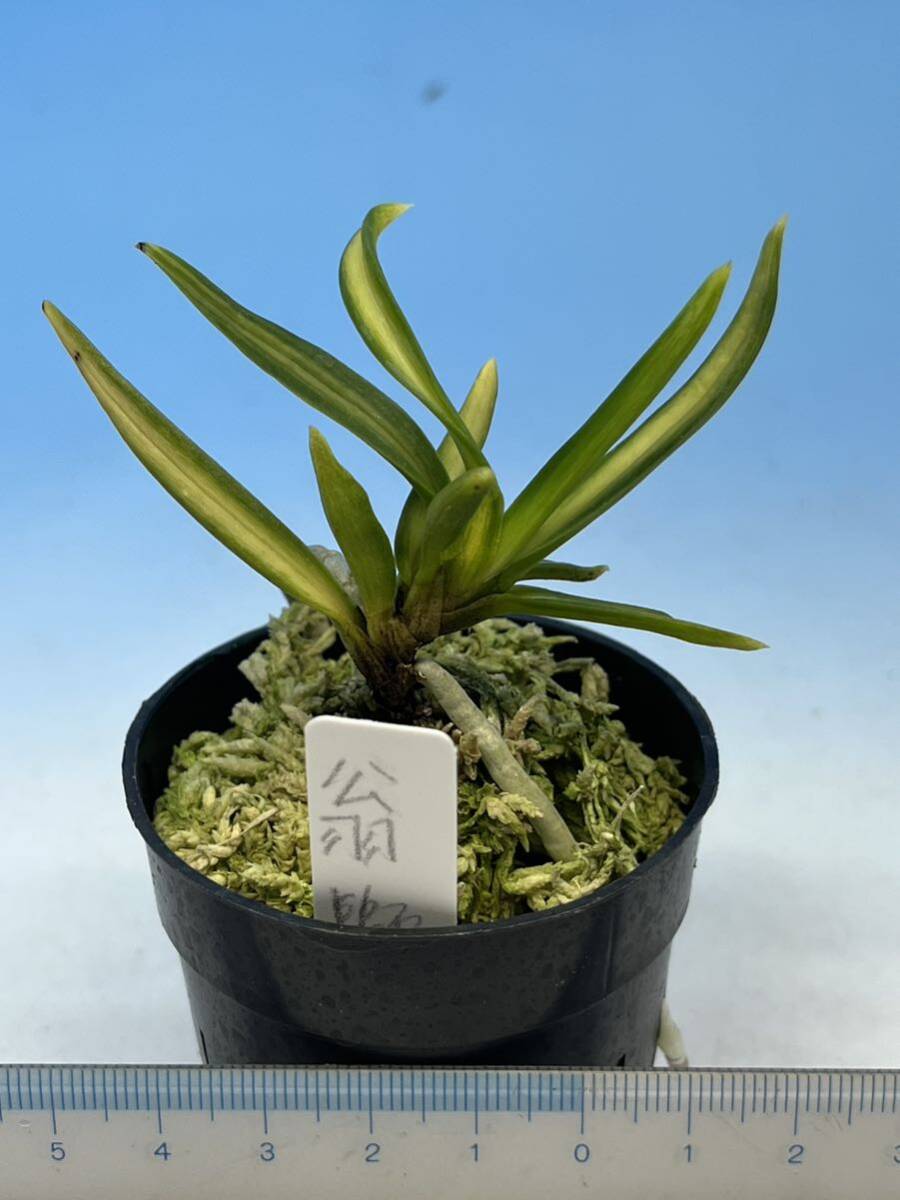 Yahoo!オークション - 富貴蘭 翁獅子