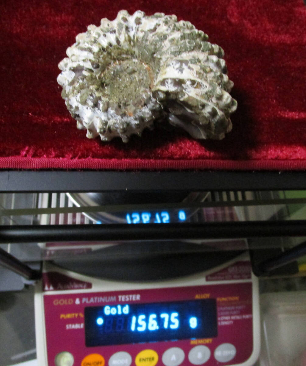 Yahoo!オークション - 【 T330 】天然石 アンモナイト 化石 置物 サ...