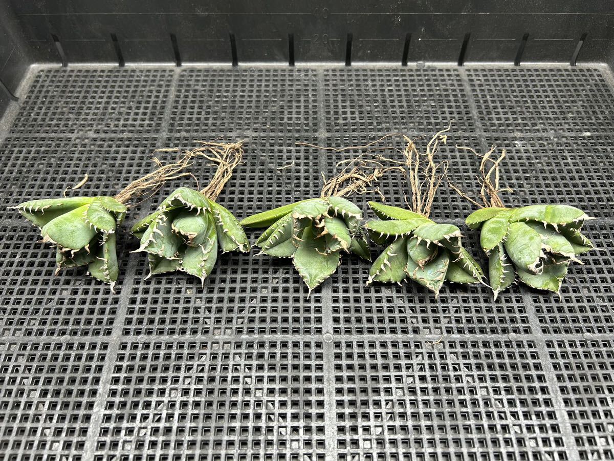 Yahoo!オークション - 014-3【輝泊園】多肉植物 アガベチタノタ 5株セ...