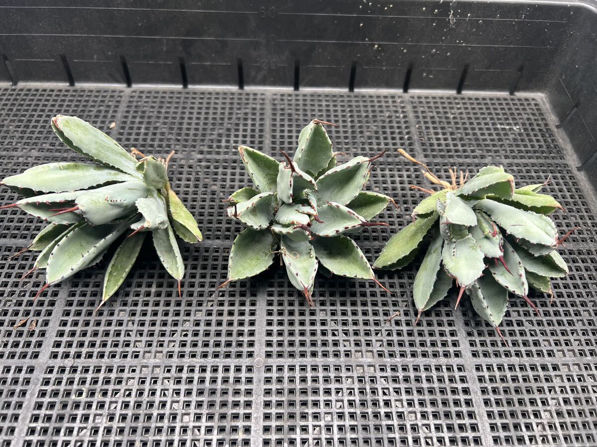 Yahoo!オークション - 069-3【輝泊園】多肉植物アガべ ポタトラム キュ...