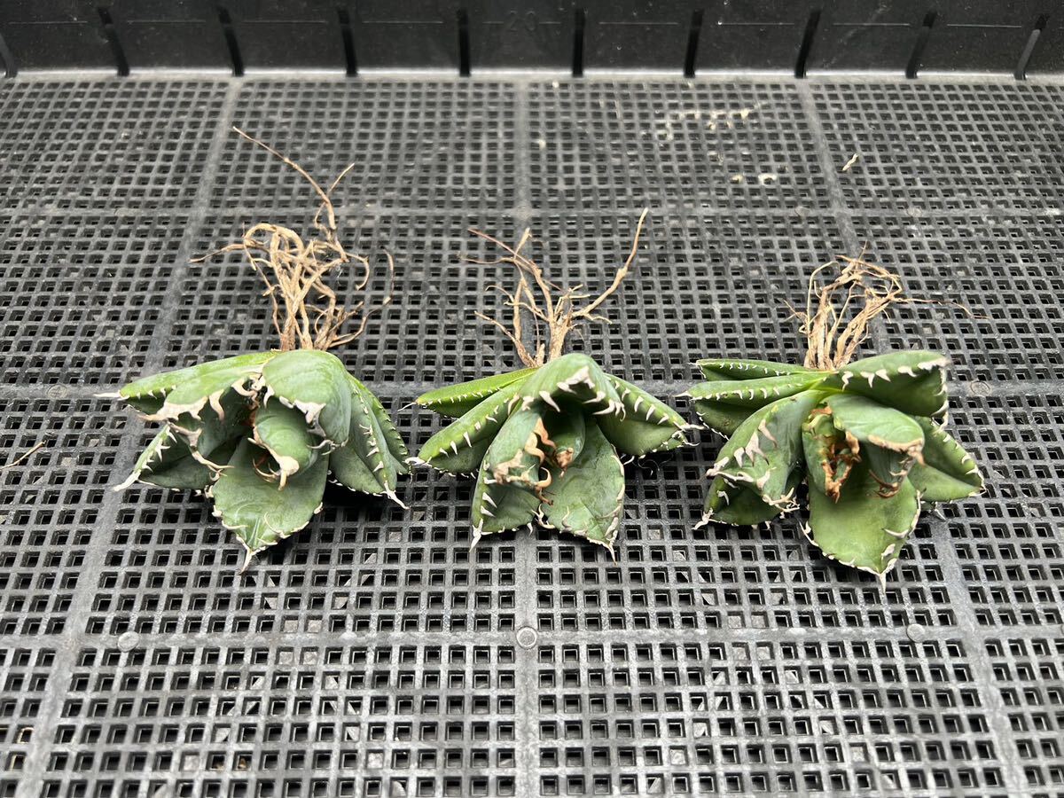 Yahoo!オークション - 014-3【輝泊園】多肉植物 アガベチタノタ 3株セ...