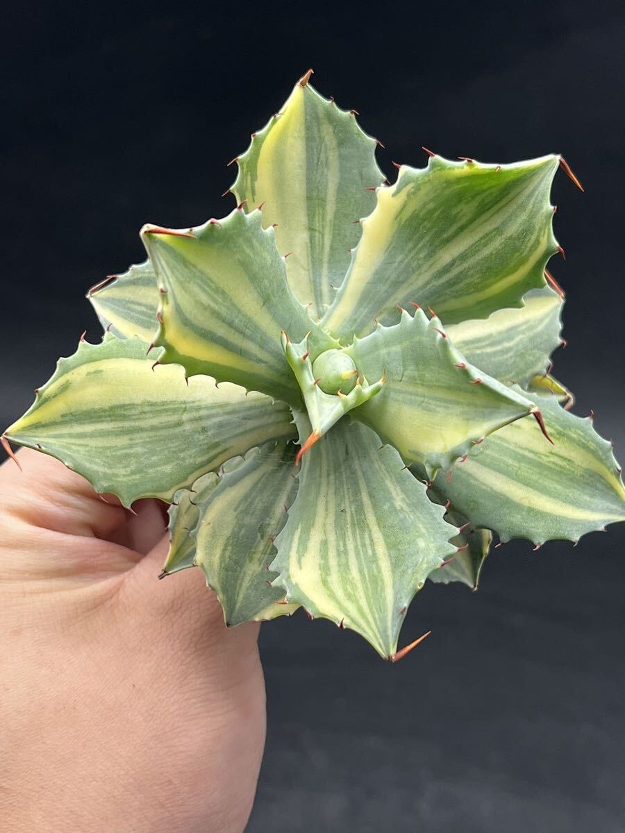 Yahoo!オークション - 070-5【輝泊園】 特選 アガベ 多肉植物 雷神縞斑...