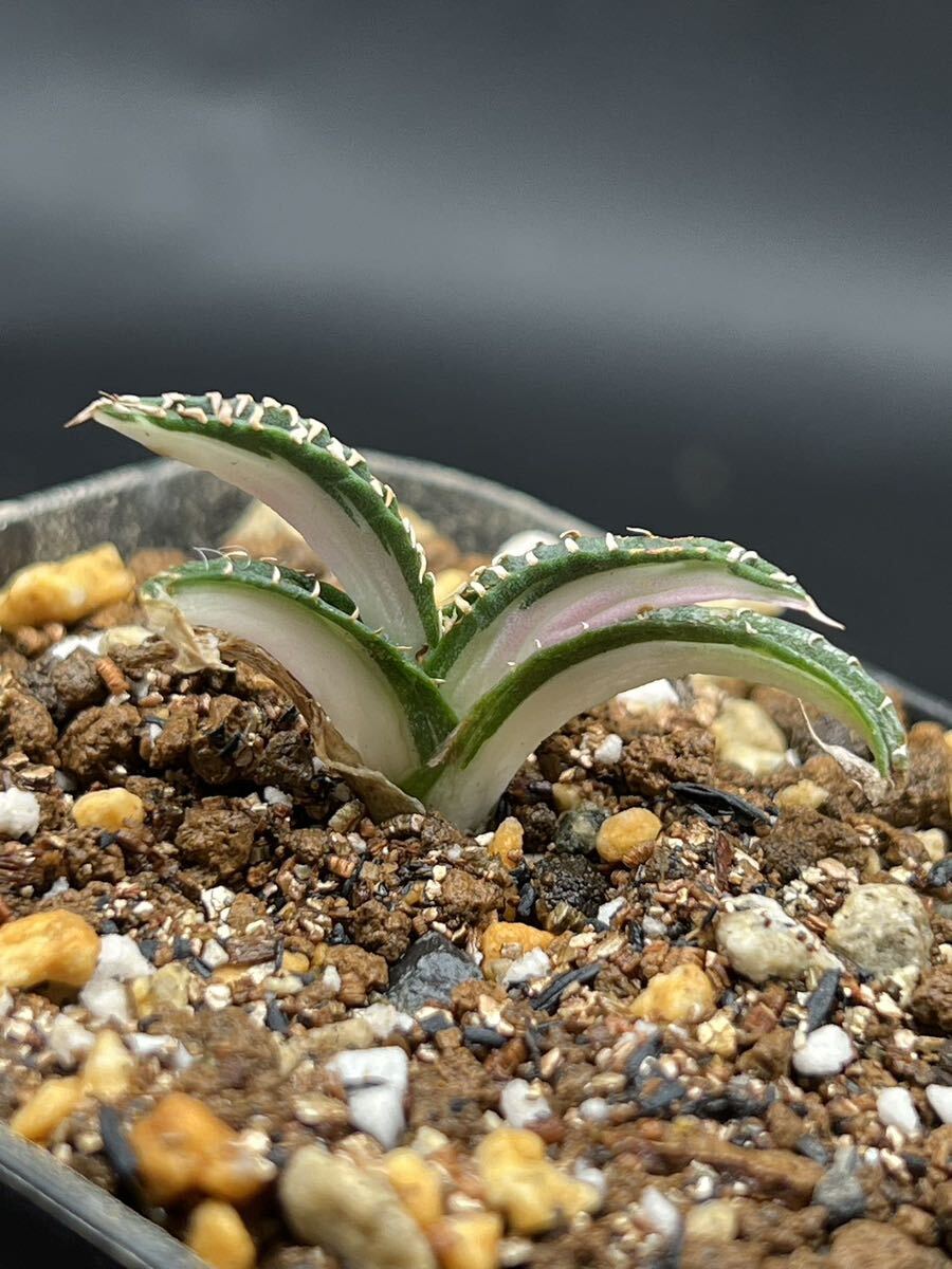 Yahoo!オークション - J【輝泊園】アガベ チタノタ 宝珠白中斑 激レア...