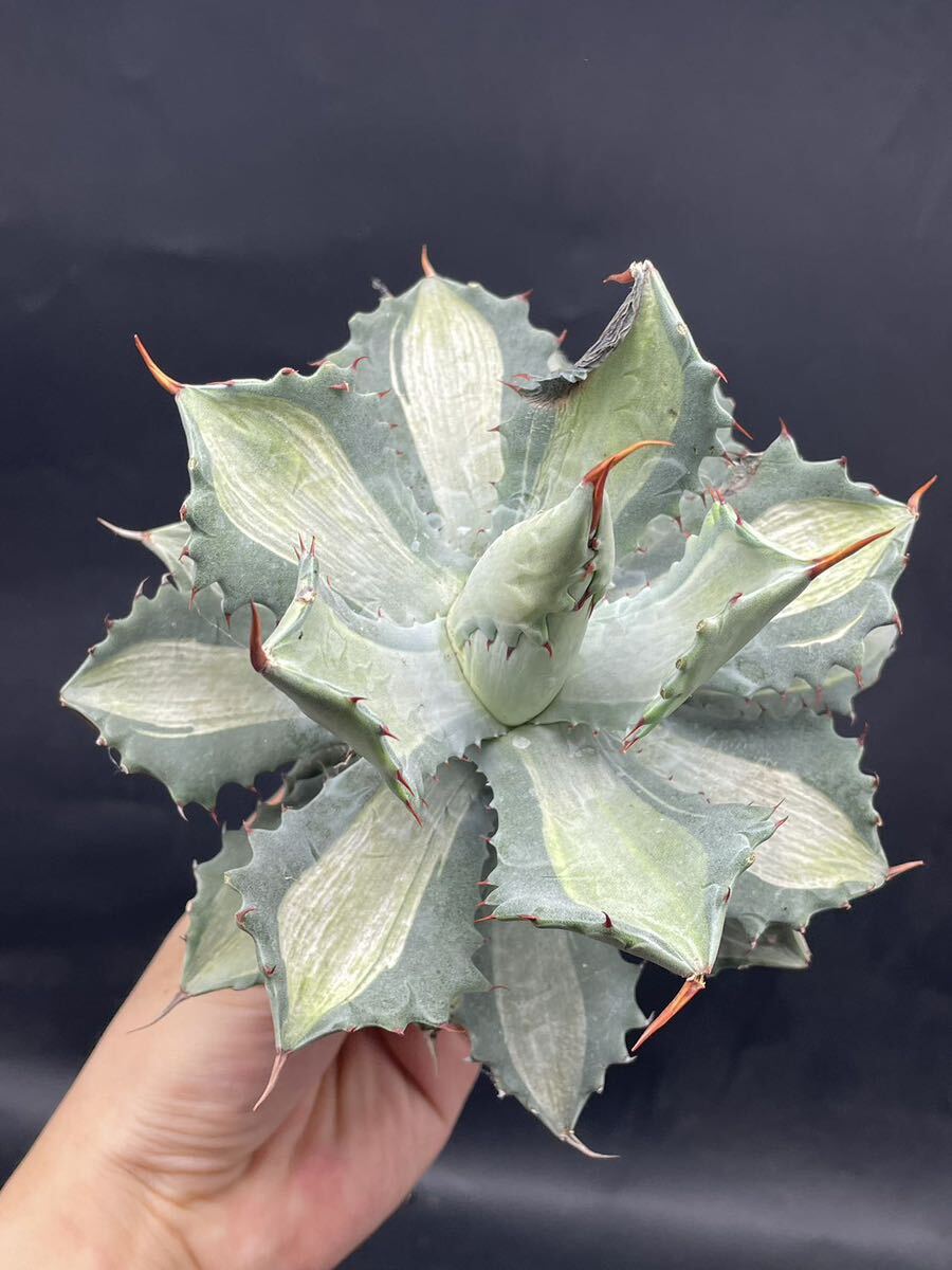 Yahoo!オークション - 071-3【輝泊園】特選 特選 アガベ 多肉植物 雷神...