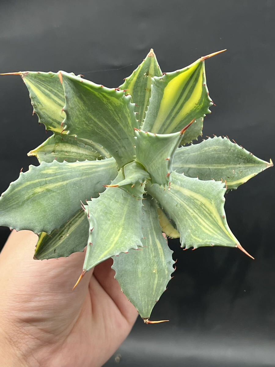Yahoo!オークション - 070-5【輝泊園】 特選 アガベ 多肉植物 雷神縞斑...