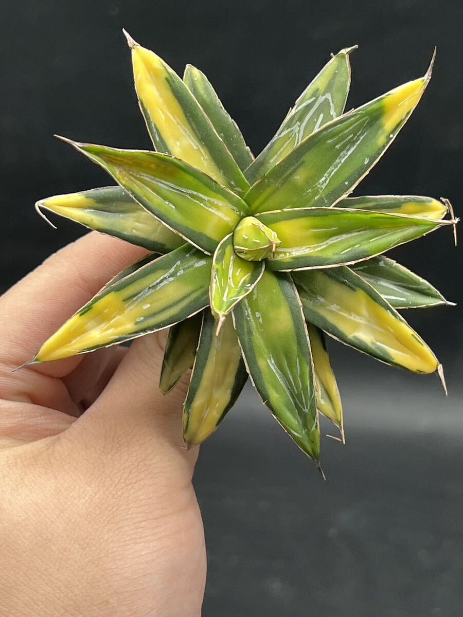 Yahoo!オークション - 031-3【輝泊園】極上サンキング 笹の雪 ヴィクト...