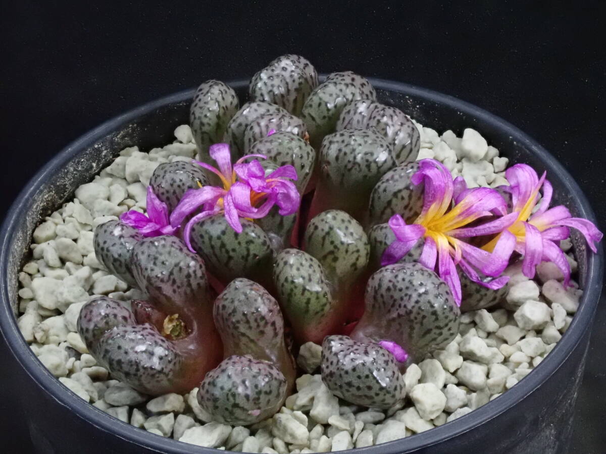 Yahoo!オークション - ルックホフィー Conophytum luckhoffii コノフィ...