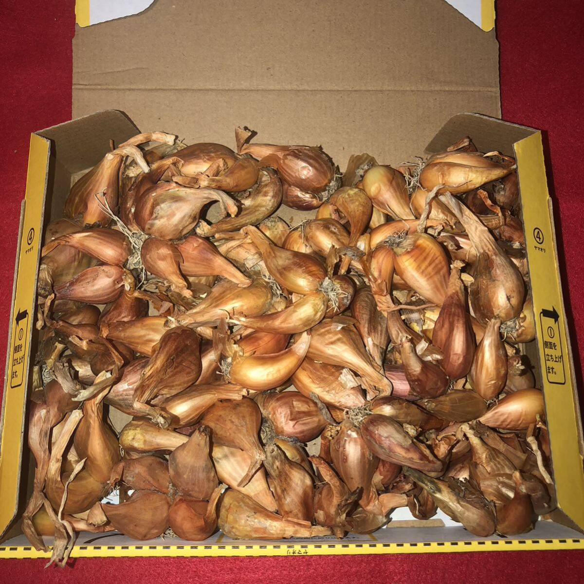 Yahoo!オークション - わけぎ 球根 約800g 無農薬 分葱 ワケギ