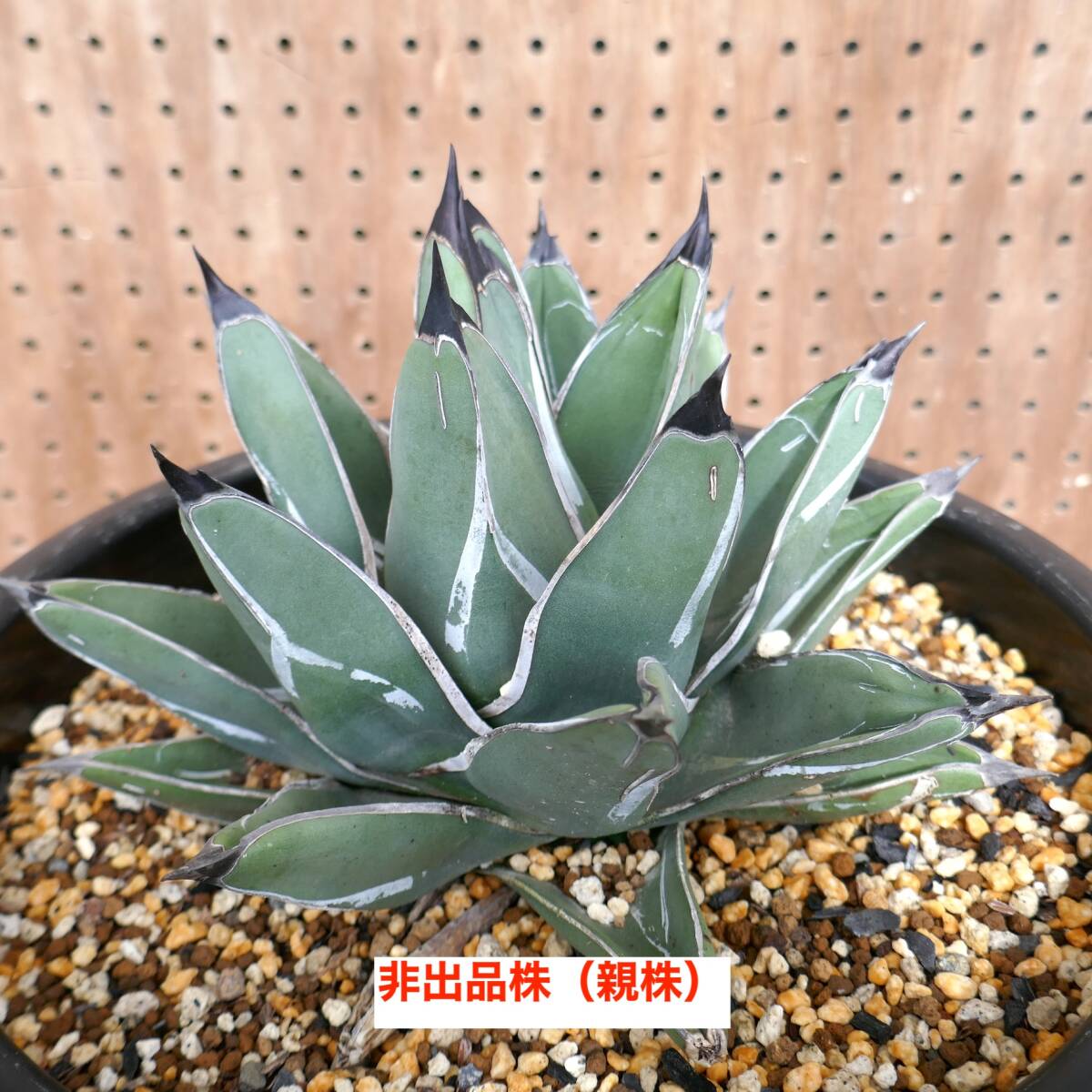 Yahoo!オークション - 241022 【特選 カリフォルニア輸入株の仔株】ア...