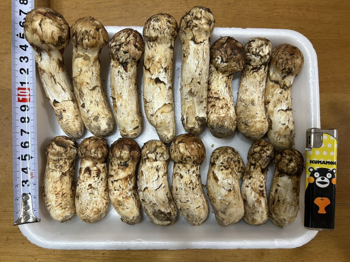 Yahoo!オークション - 岩手県産 国産 松茸 マツタケ 403g 本日採取 10...