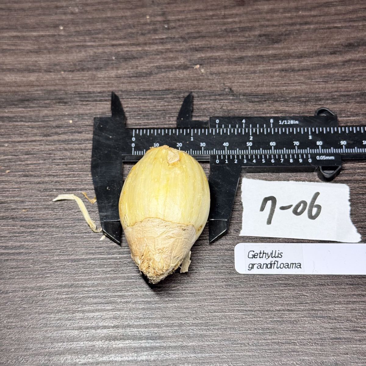 Yahoo!オークション - Fareal 7-06 Gethyllis grandiflora