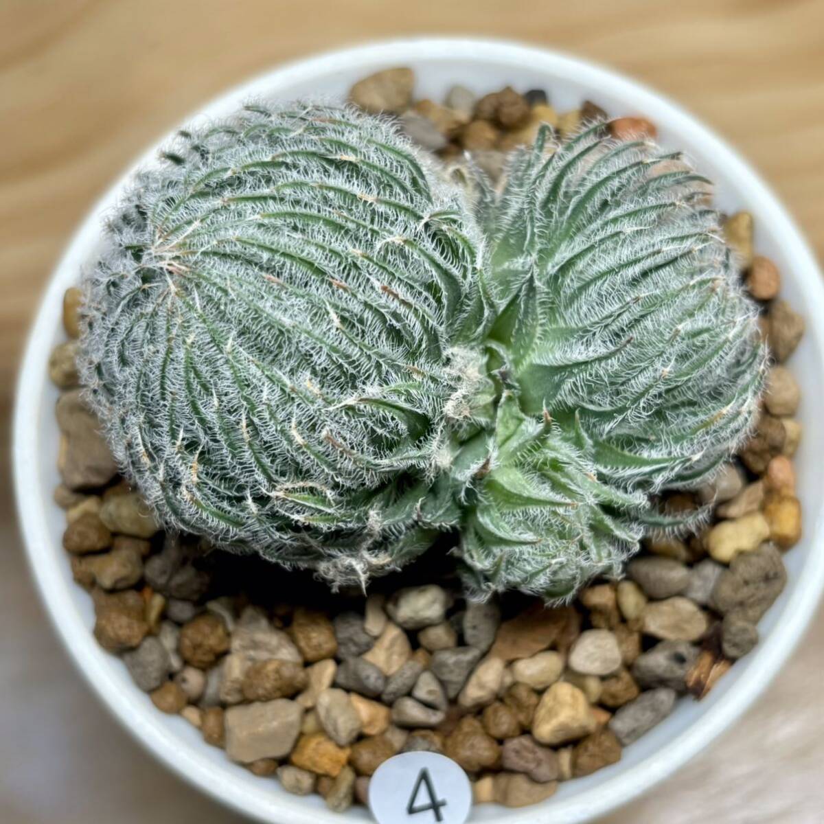 Yahoo!オークション - Fareal C004 ハオルチア H.odetteae