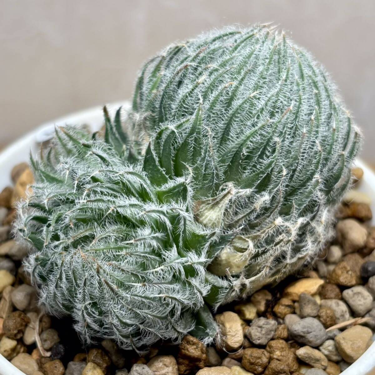 Yahoo!オークション - Fareal C004 ハオルチア H.odetteae