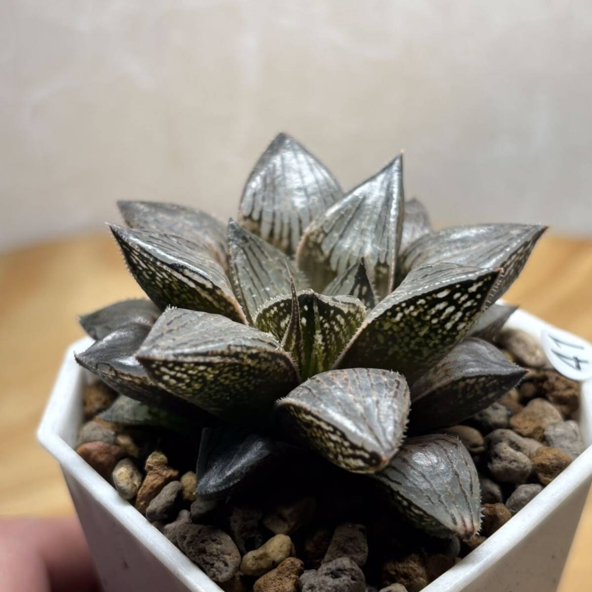 Yahoo!オークション - Fareal C041 ハオルチア オブツーサ‘桃太郎’