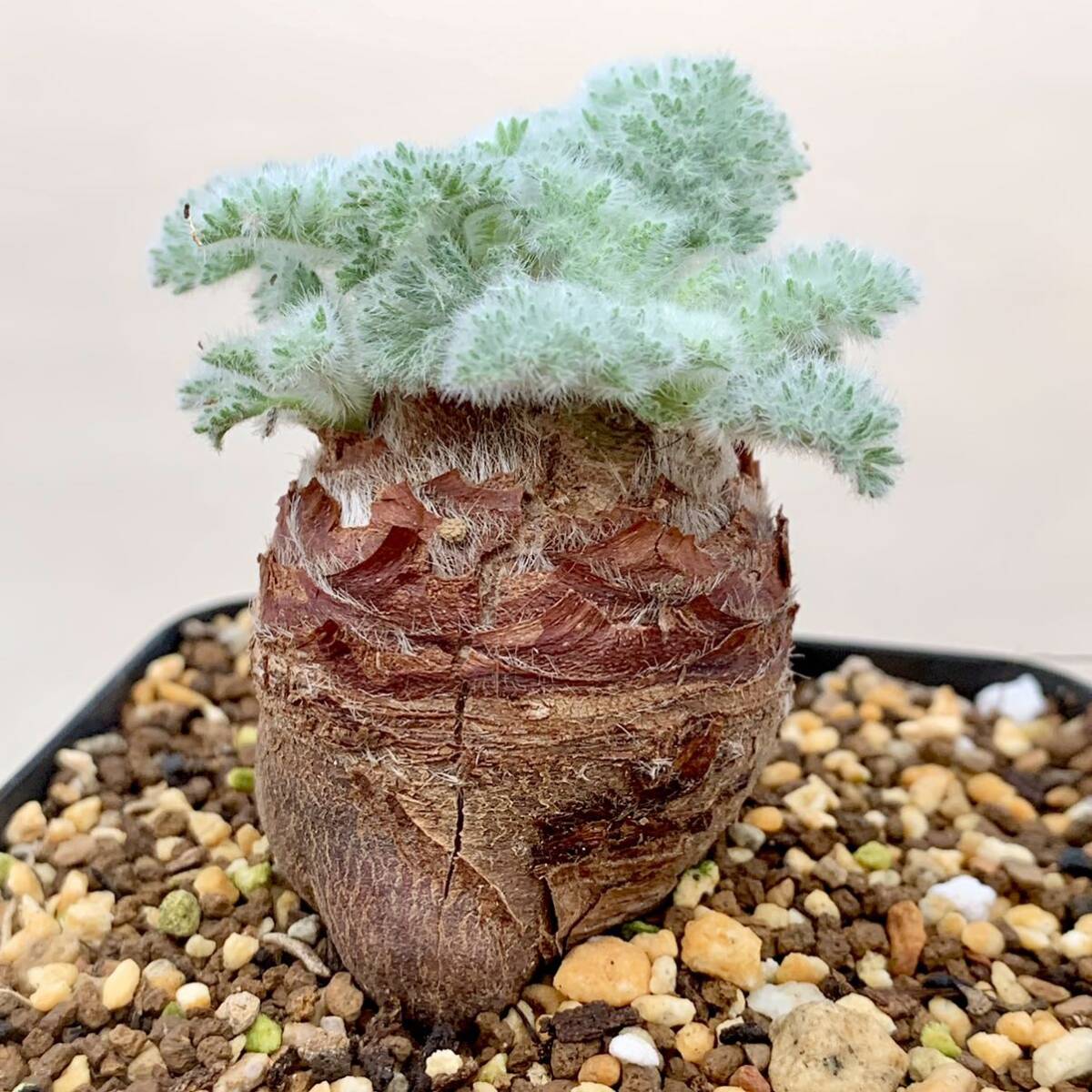 Yahoo!オークション - Fareal B96 塊根植物 ペラルゴニウム アッペン...