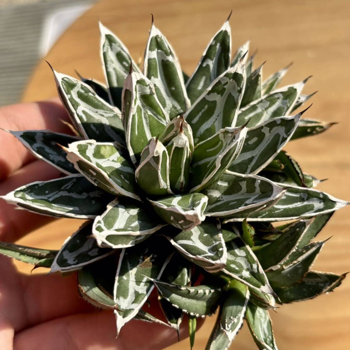 Yahoo!オークション - Fareal C091 アガベ 児玉姫笹の雪