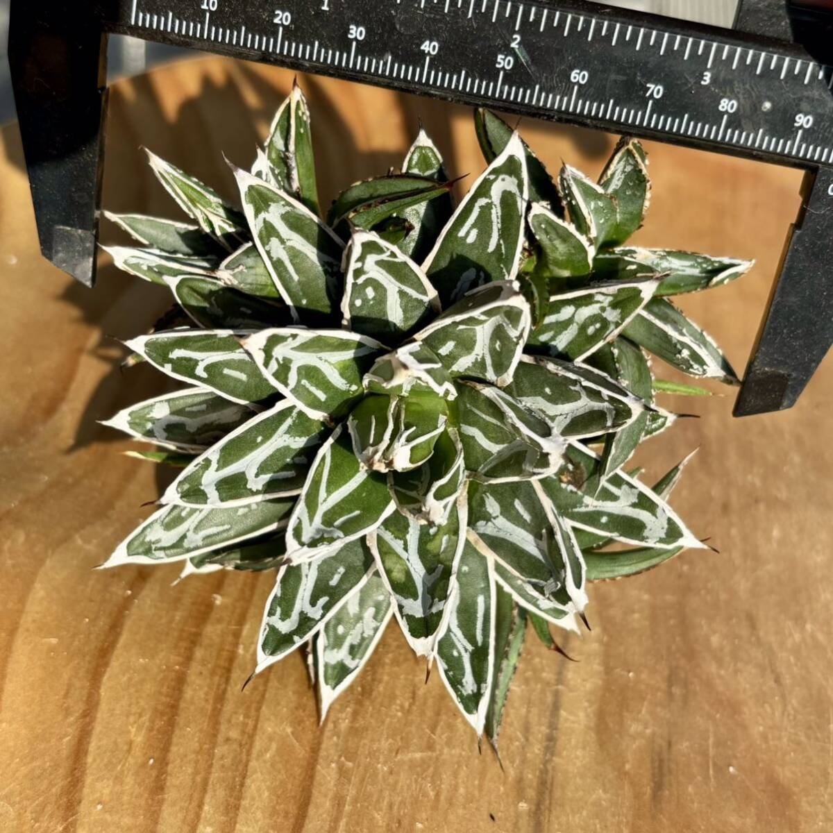 Yahoo!オークション - Fareal C091 アガベ 児玉姫笹の雪