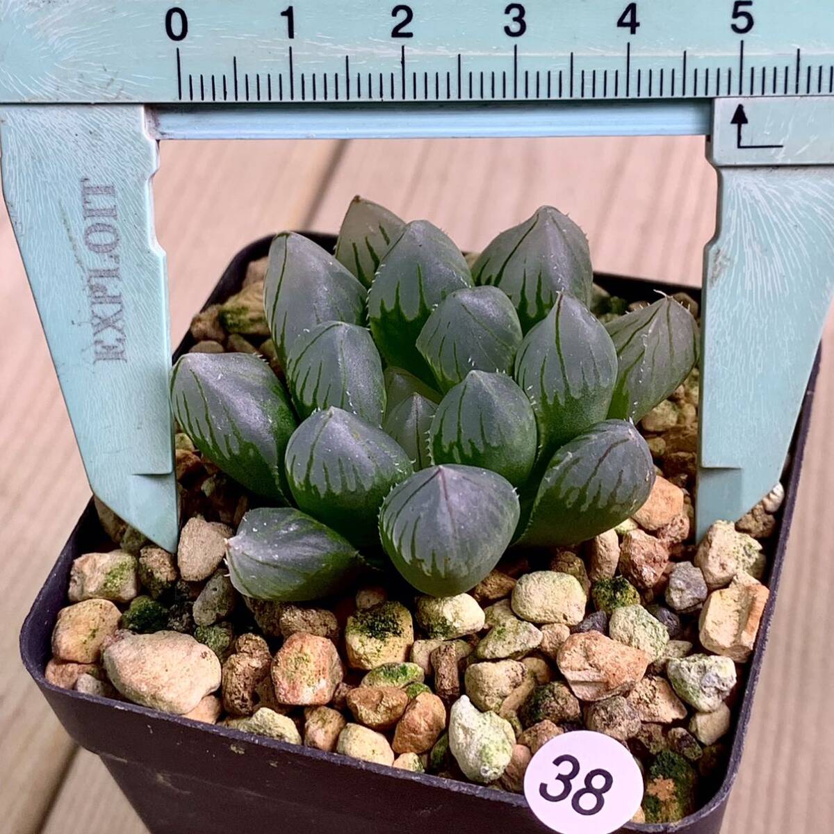 Yahoo!オークション - Fareal B38 ハオルチア 老川NO.1ブルーオブツー...