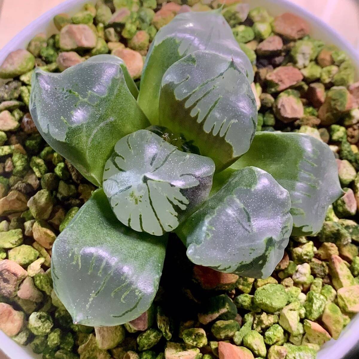 Yahoo!オークション - Fareal B68 ハオルチア 本間般若N1 大株