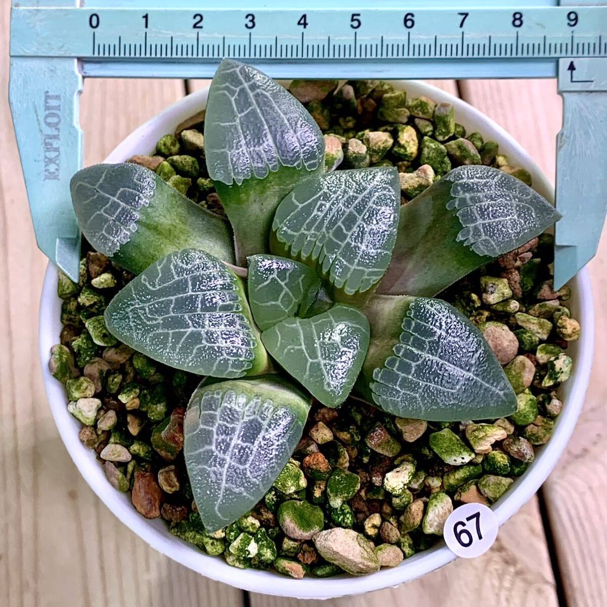 Yahoo!オークション - Fareal B67 ハオルチア コレクタ’アルカディア...